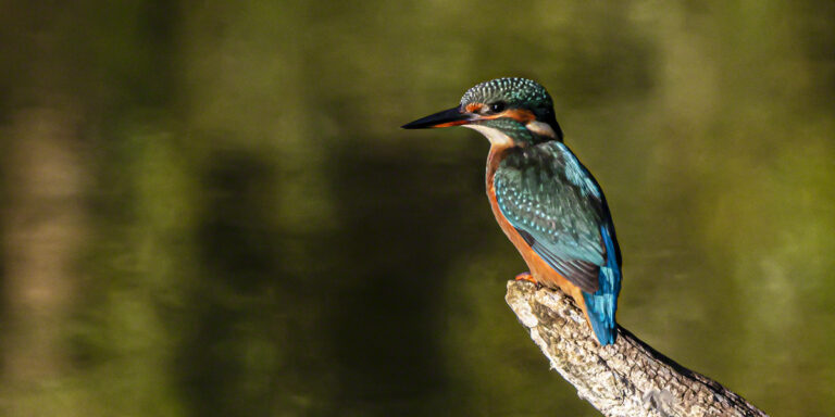The bright blue kingfisher is a colourful bird of rivers and streams.